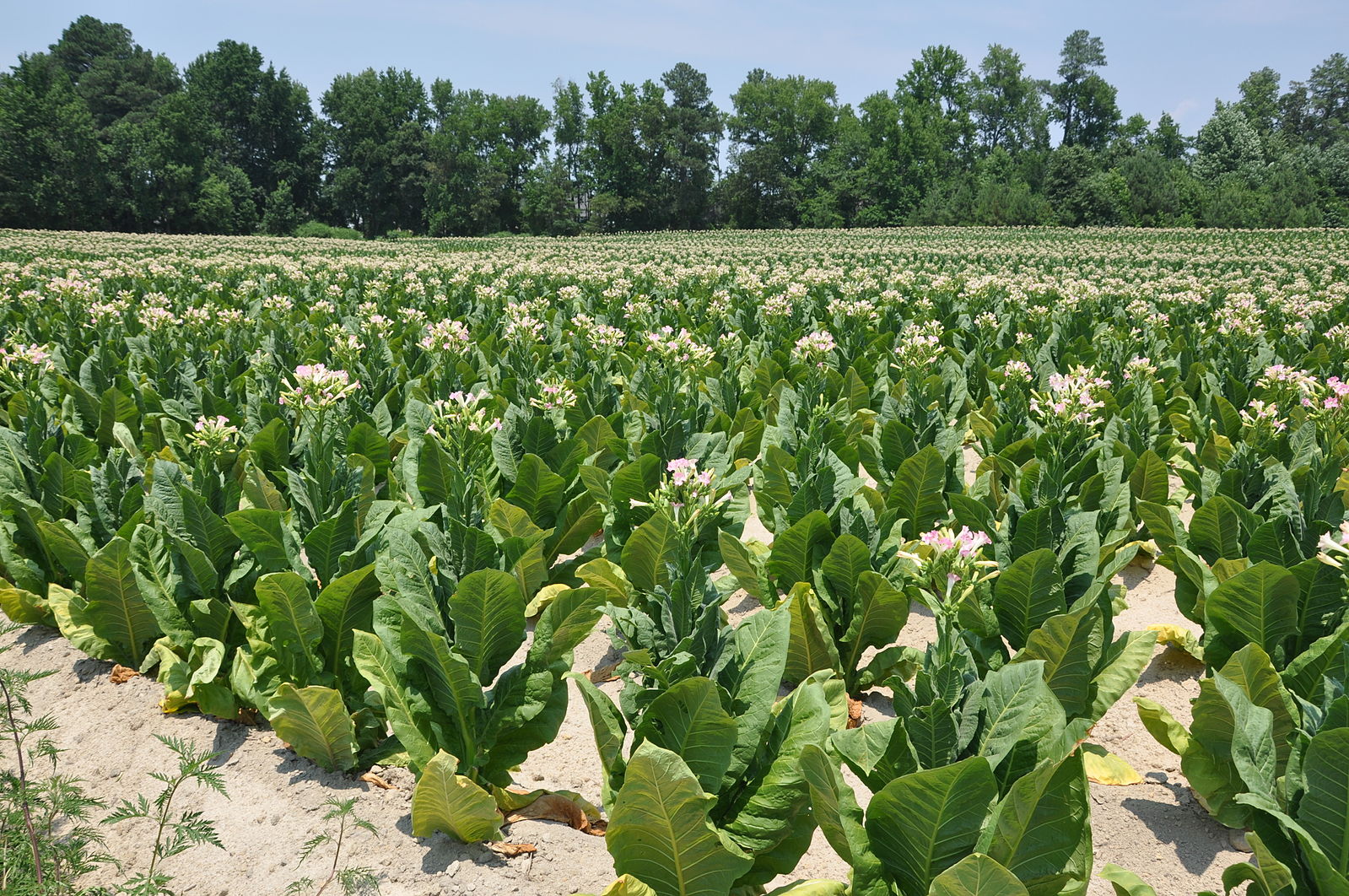A Closer Look at Tobacco Production « Cigars On 6th